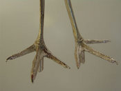 Bird Feet - The Snowdonia Catalogue Taxidermy Supplies